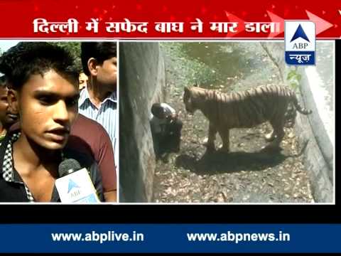 Witness narrates the whole incident of Delhi zoo, says youth slipped and fell into its enclosure