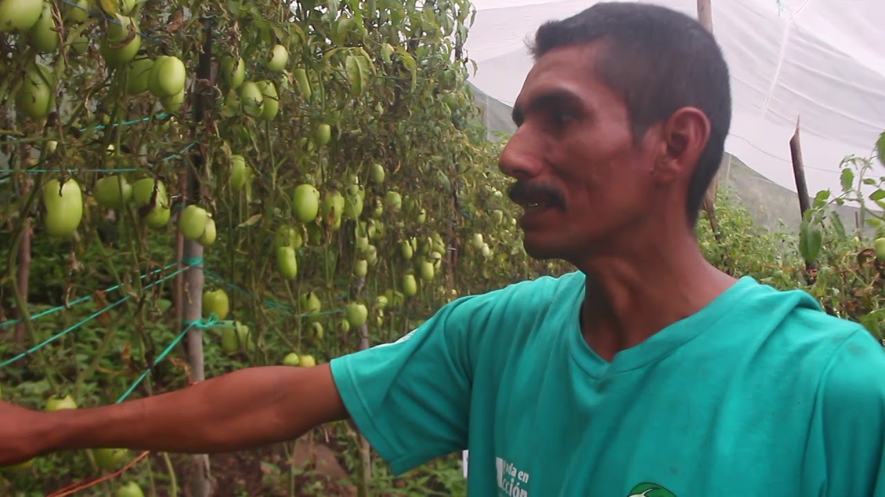 Control ecológico de marchites en tomate - YouTube