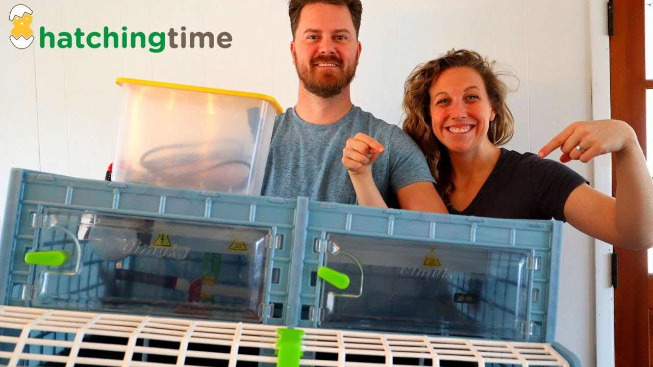 Hatching Time Brooder Unboxing and Review - Beginner Chicken Brooder ...