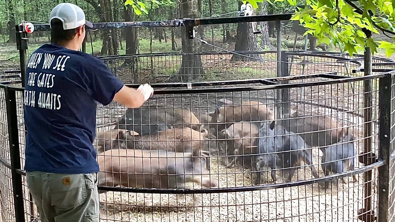 THIS IS HOW YOU CATCH WHOLE SOUNDERS OF WILD HOGS. - YouTube