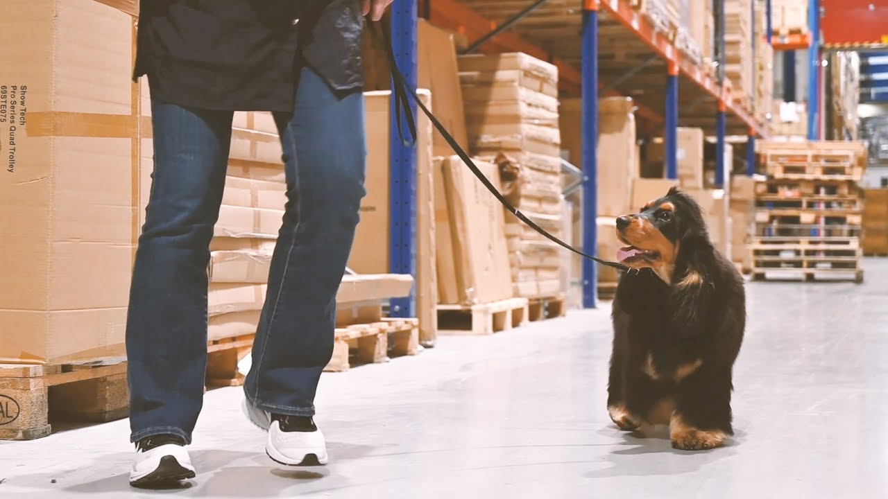 Mastering the Show Tech Show Lead: Essential Tips for Leash Training ...