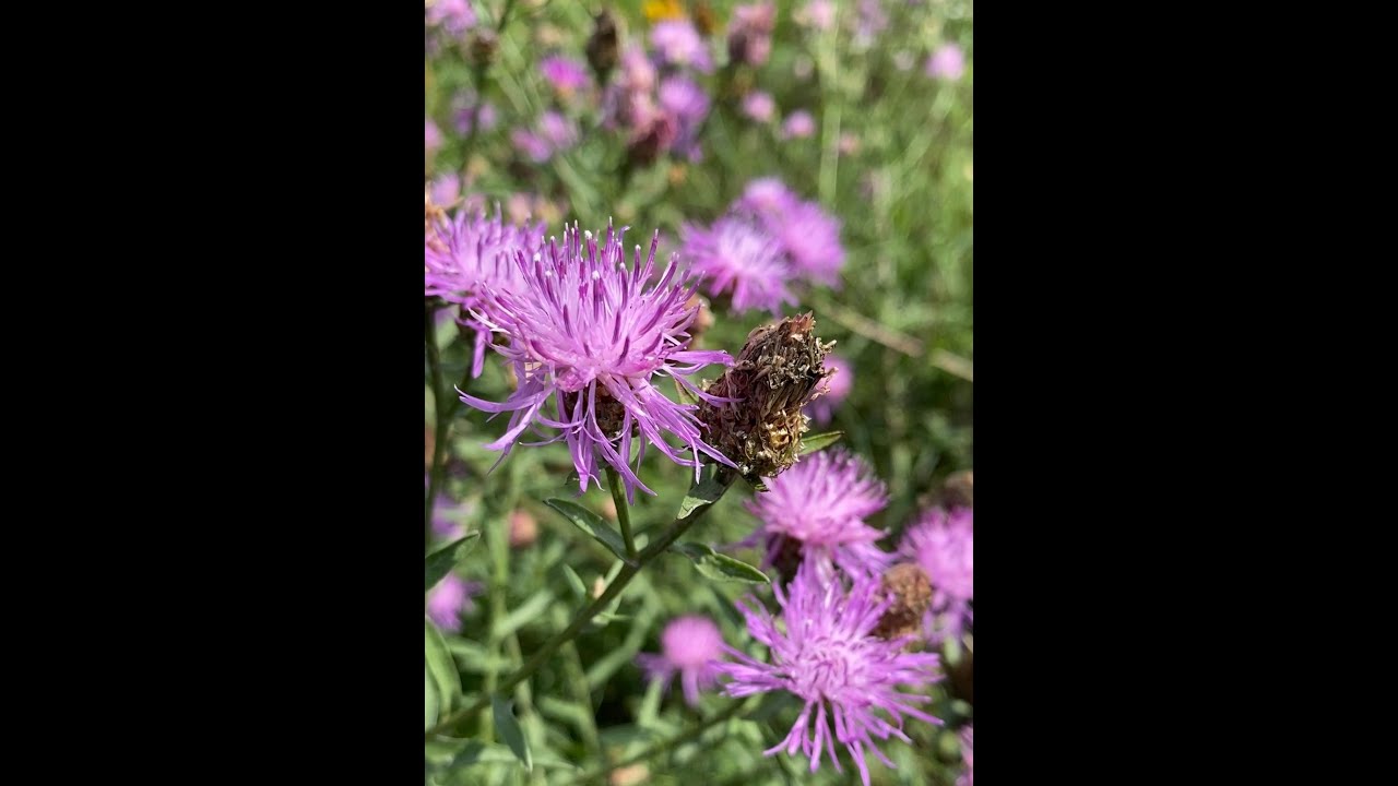 Волошка лучна (Centaurea jacea) і в. піскова (Centaurea arenaria) - YouTube