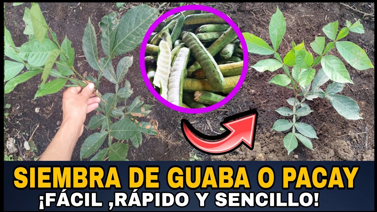 COMO HACER UNA CORRECTA SIEMBRA DE GUABA O PACAY A CAMPO DEFINITIVO ...