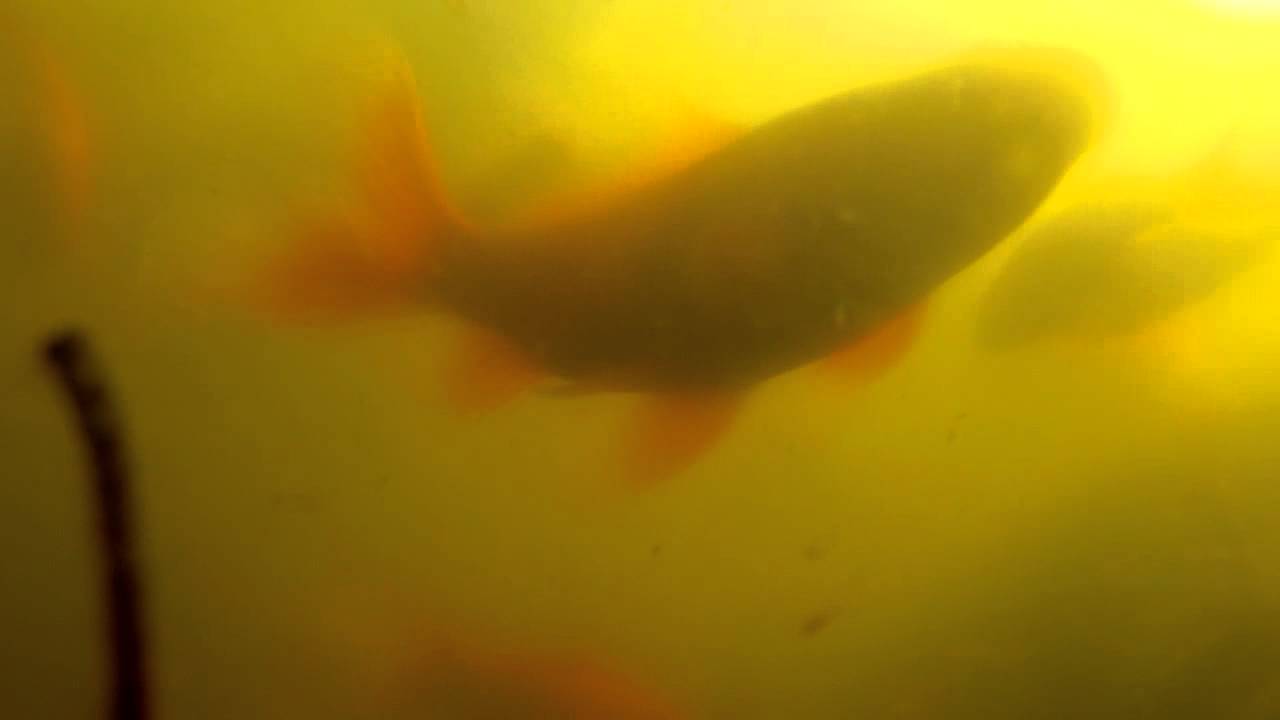 Fische - Fish under water - gp pro 3+ silver - action cam - Gartenteich ...