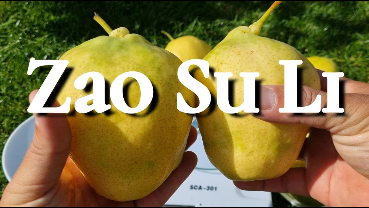 Груша Zao Su Li - YouTube