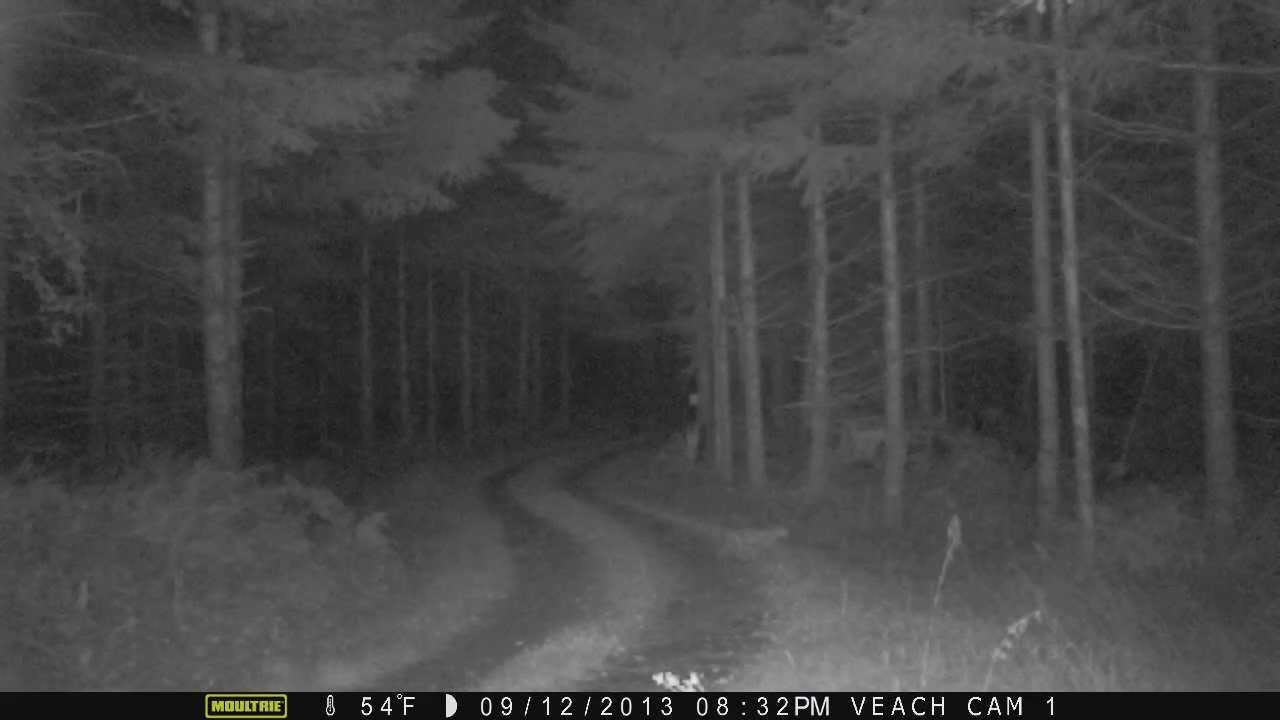 Mountain Lion, Trail camera, Clatsop State Forest (Sep 2013, Oregon ...