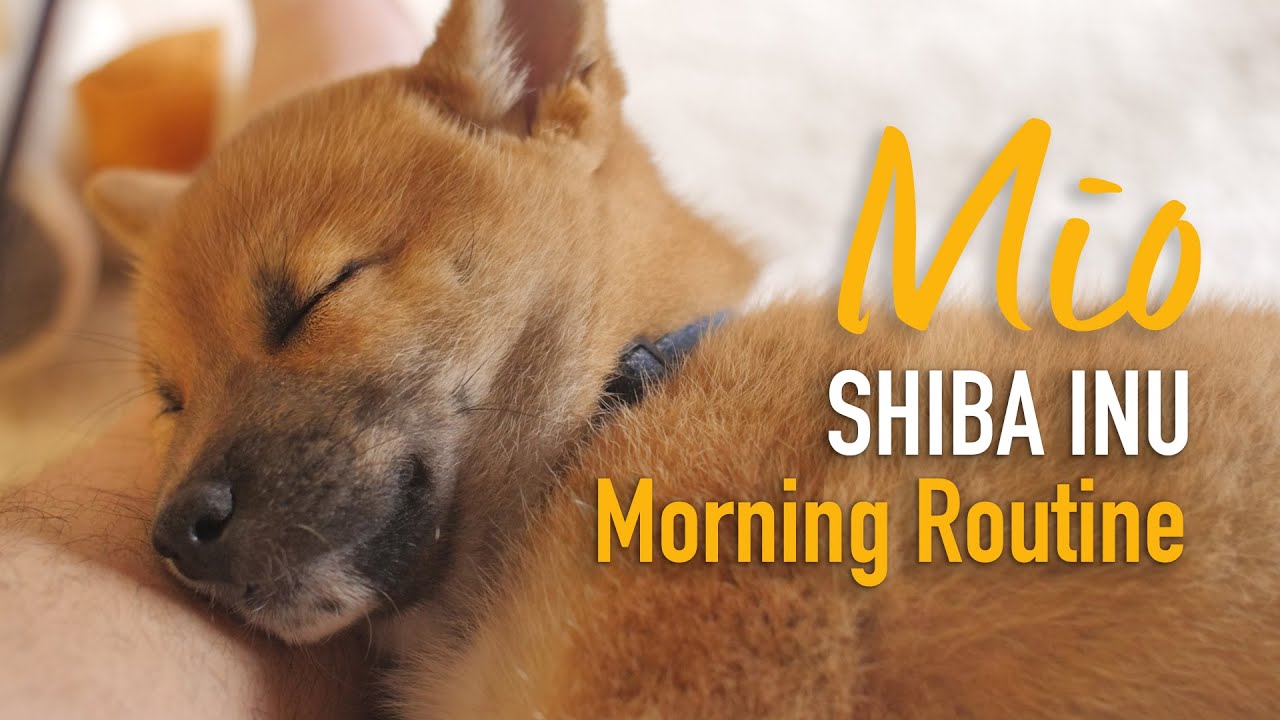 Shiba Inu Morning Routine - YouTube