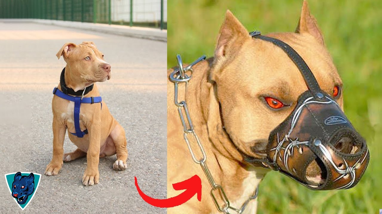 Beast Transformation - Animals Grow Up into Beast - YouTube