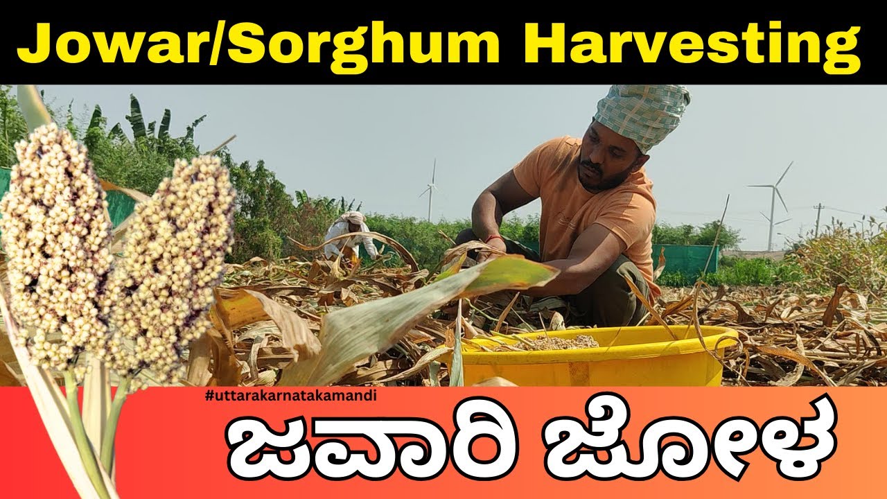 How to Harvest Jowar: ಜವಾರಿ ಜೋಳ 🌾Jowar Harvesting 🚜 Witness the magic ...