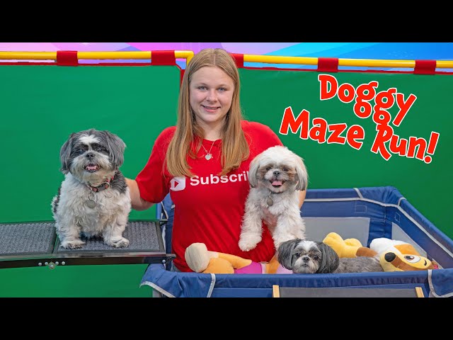 Assistant Creates a Stuffed Animal Obstacle Course for Dogs - Videos ...