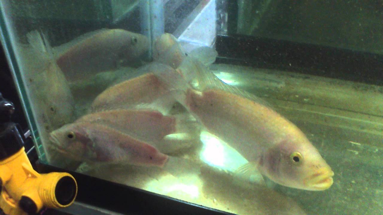 Gold Jack Dempseys 6 5 2012 breeding group - YouTube