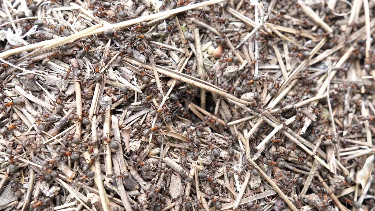 Ants in motion macro video (ant farm) - Panasonic G9 180 FPS Slow ...