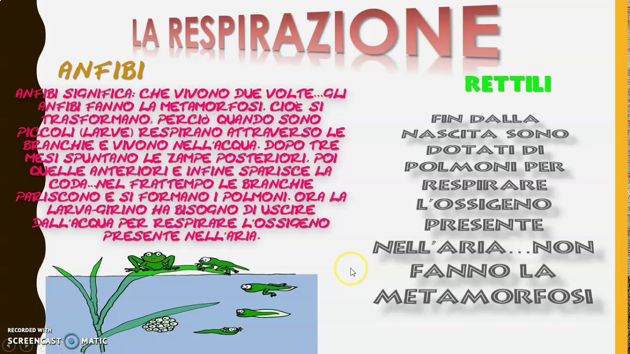 ANFIBI E RETTILI - YouTube