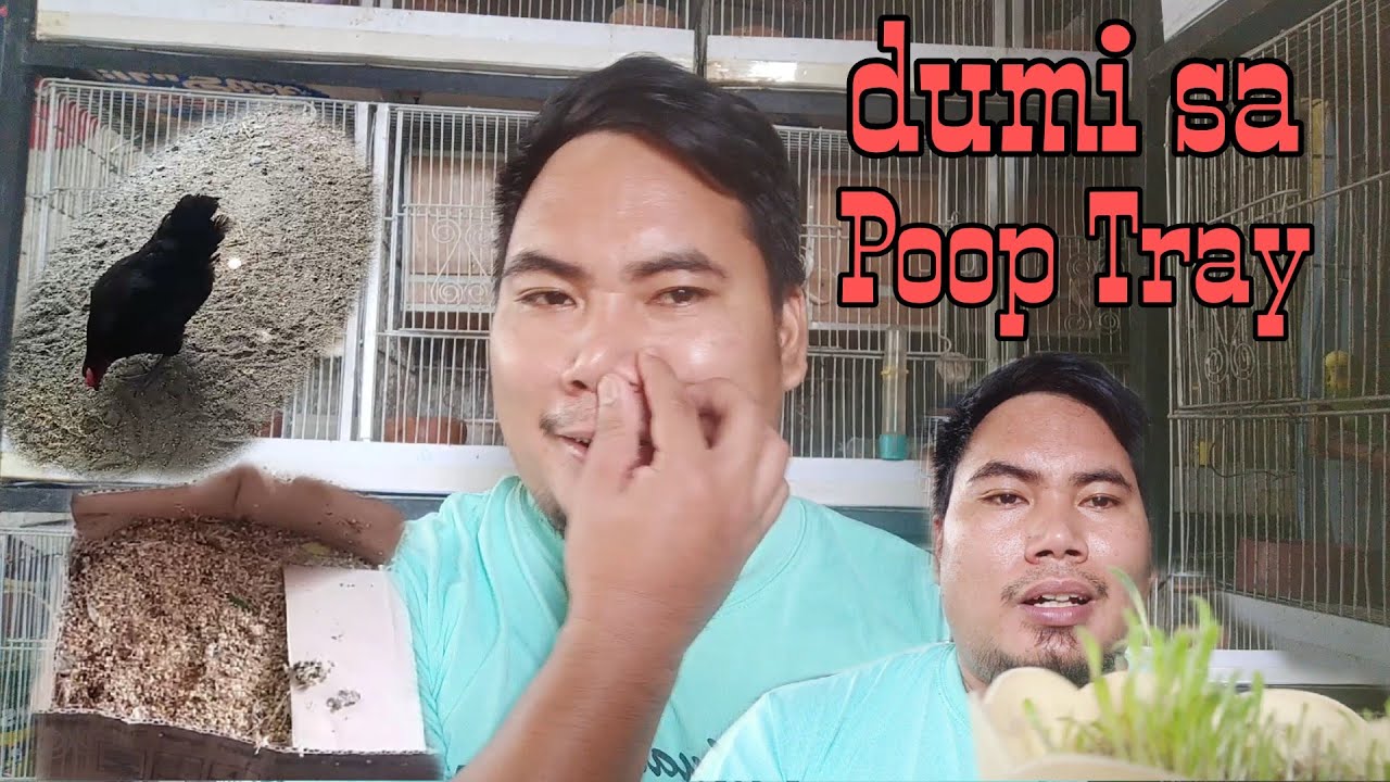 Mga dumi sa poop tray ng ibon - YouTube