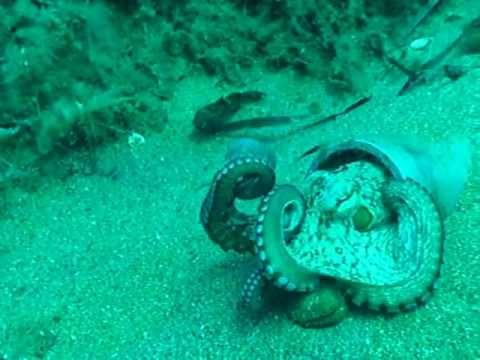 Octopus attacked - YouTube
