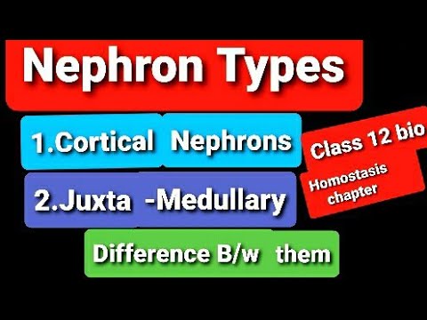 Types of Nephron Class 12 Biology|Cortical Nephrons|Juxtamedullary ...