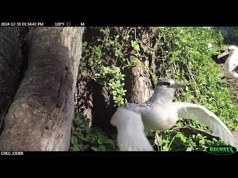 Koa'e kea (White-tailed Tropicbird) fledges from Midway Atoll National Wildlife Refuge December 2024