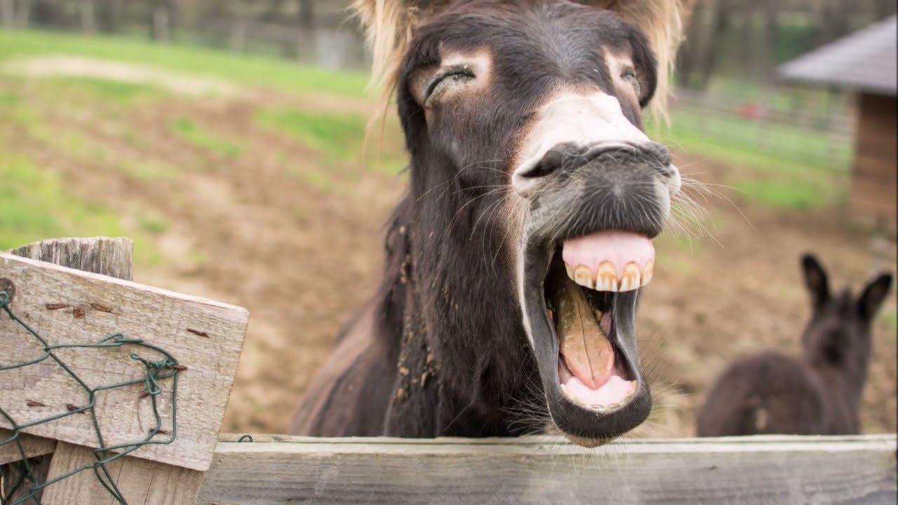 Mad donkey attacks people in Eastern Cape, South Africa - YouTube