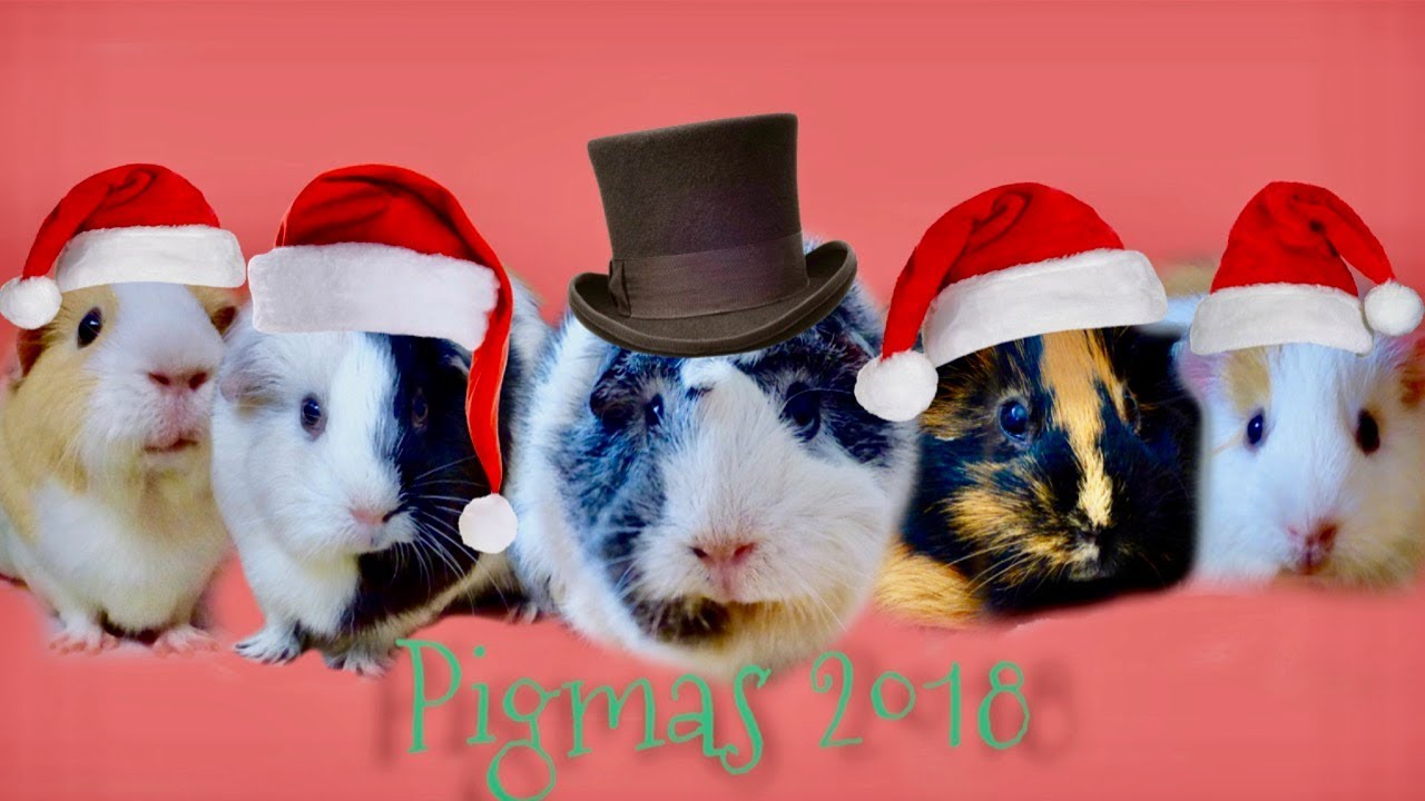 Pigmas Trailer 2018 - YouTube