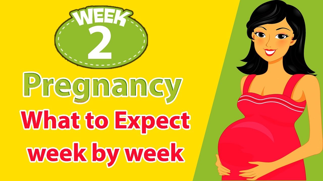 2 Weeks Pregnant – What to expect | Pregnant Week by Week - YouTube