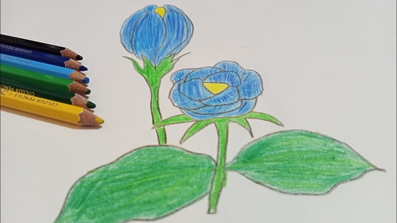 How to Draw Mogra Flower | Easy step by step Flower Drawing for ...