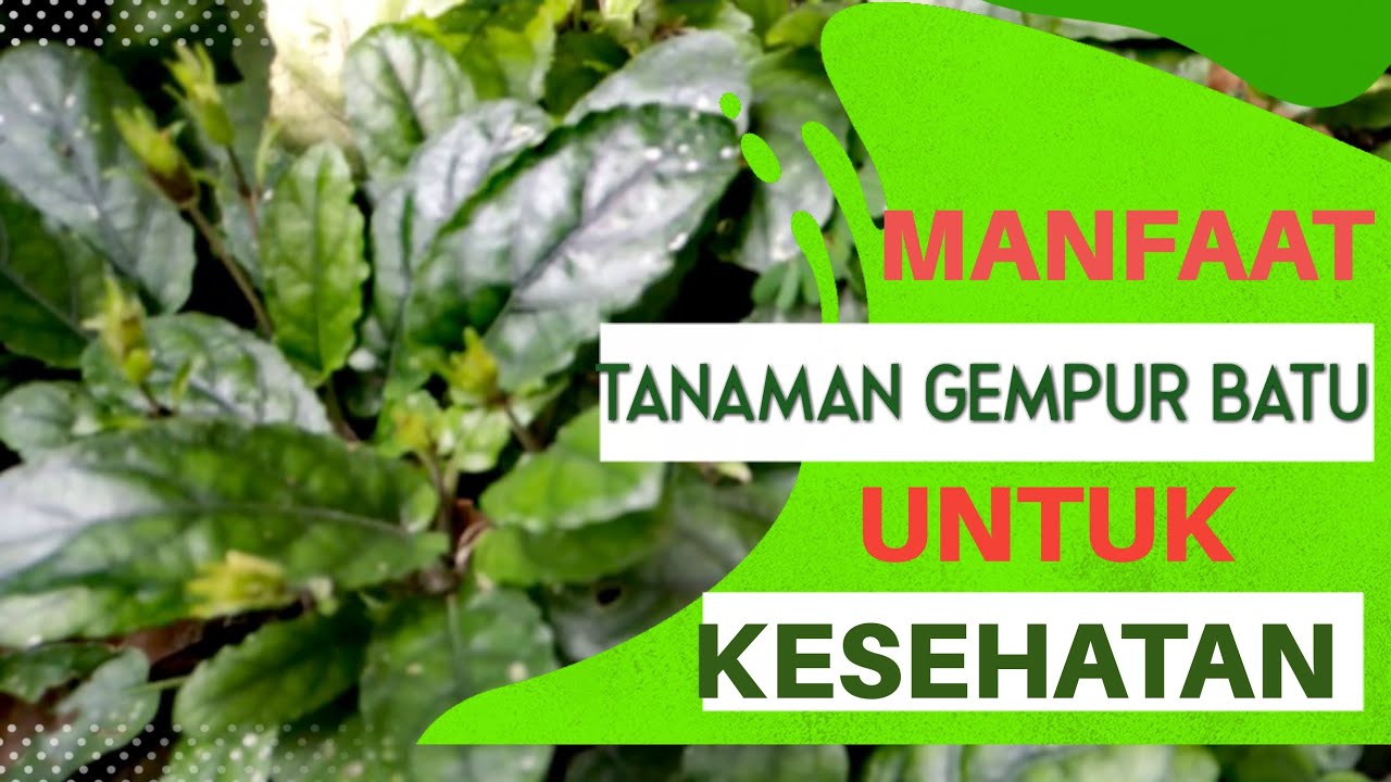 benefits of wild plants | Manfaat tanaman liar gempur batu untuk ...