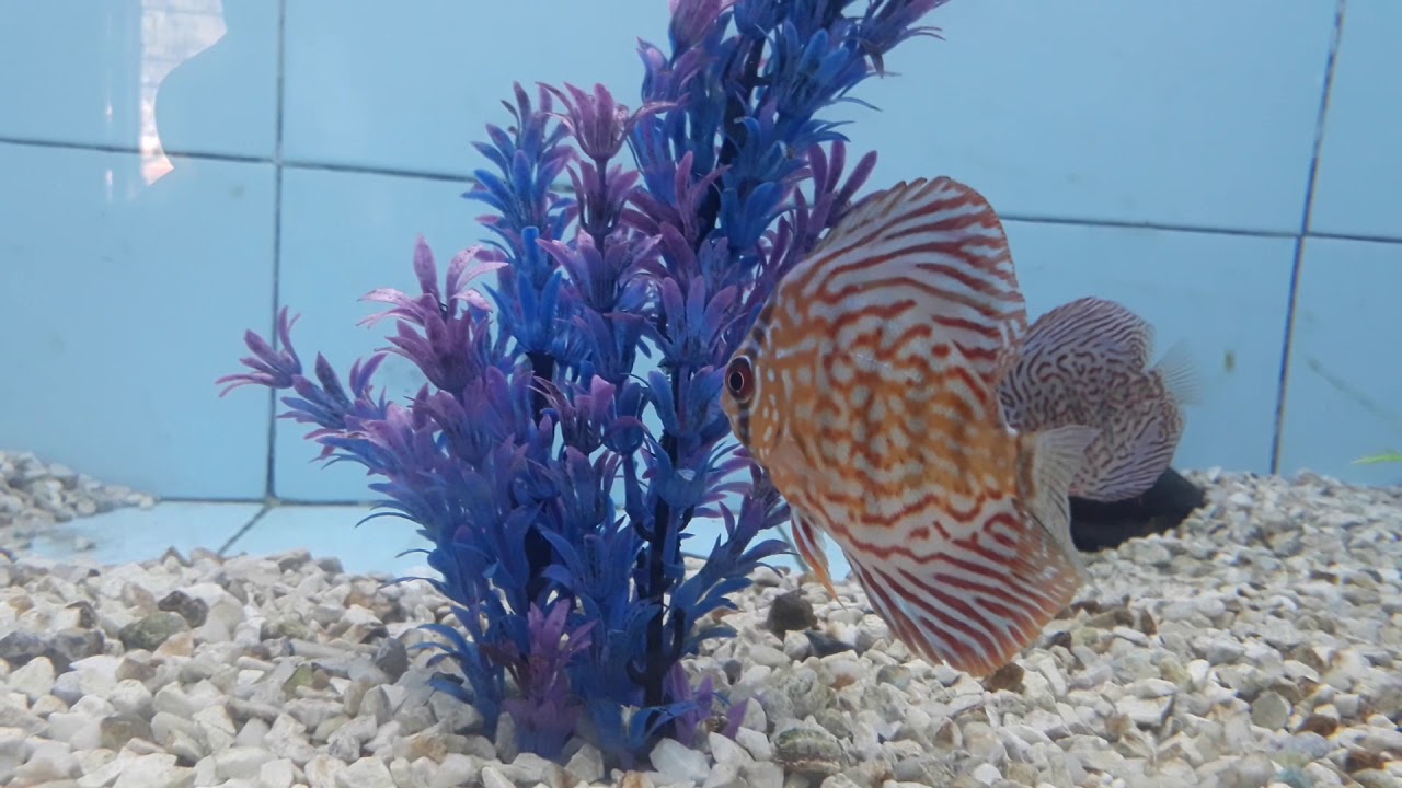 Unique creatures in the water. - YouTube