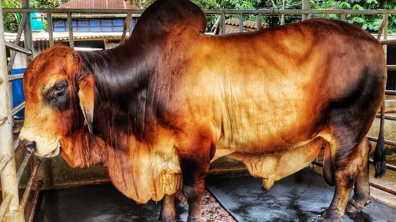 The Original American Brahman Bull At Dhaka Bangladesh • Biggest Bull ...