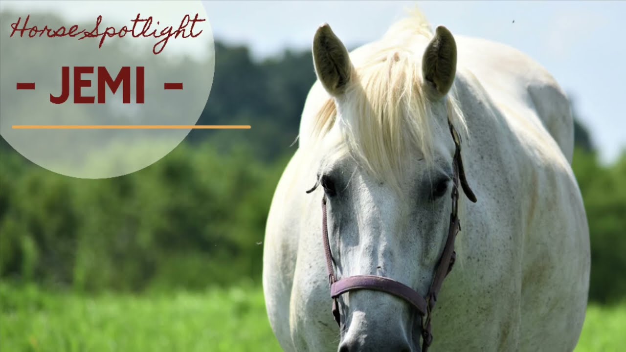 Horse Spotlight | Jemi Junebug Jara - YouTube