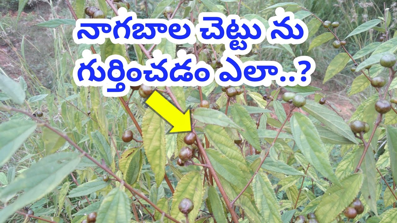 Identifying the naga bala tree || నాగ బాల చెట్టు ను గుర్తించడం ఎలా ...
