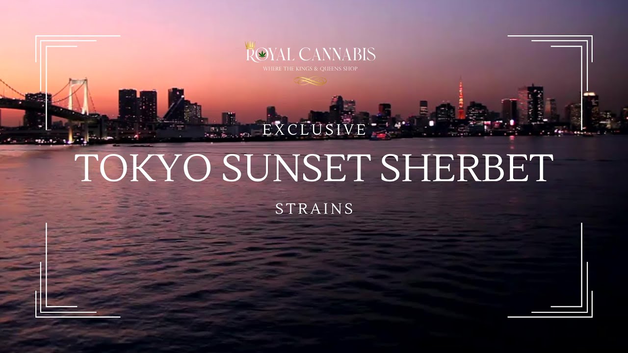Tokyo Sunset Sherbet Strain - YouTube