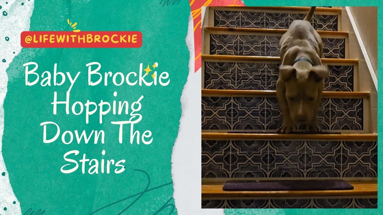 Baby Brockie hopping down the steps - YouTube