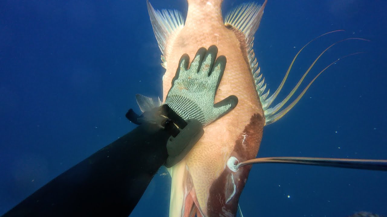 14 LB HOGFISH | MIDDLEGROUNDS SPEARFISHING 125' - YouTube