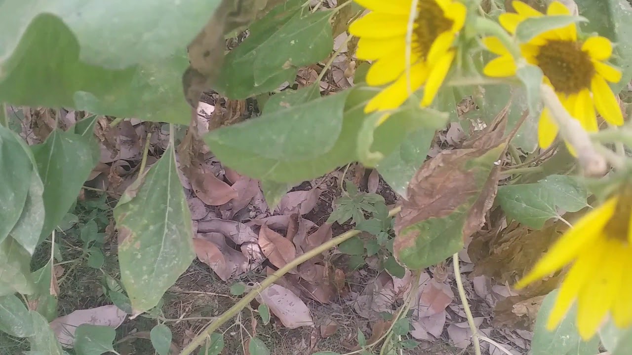 How to Plant Beautiful Containers With Annual Flowers | UMAR BUSINESS ...