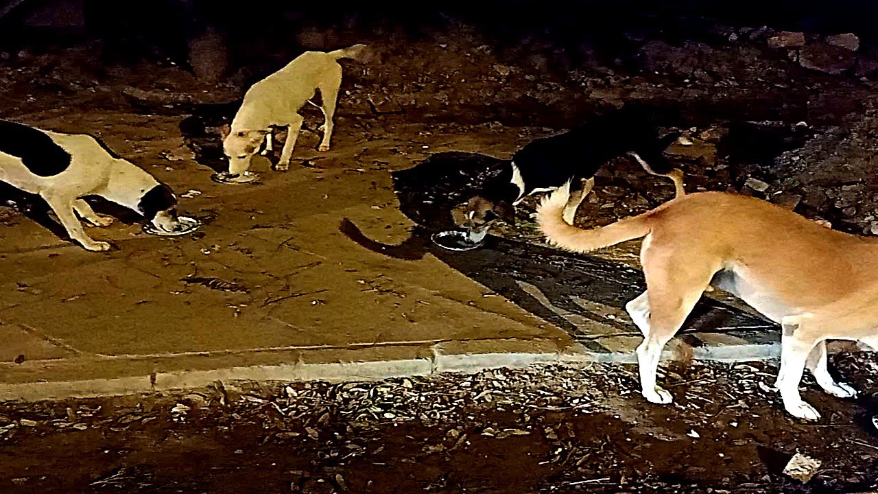 Feeding the Hungry Street Dogs at night, Providing food to stray dogs ...