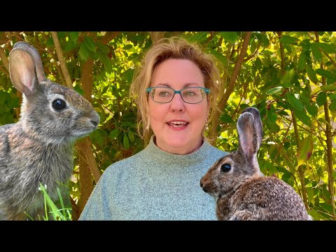 How To Keep Rabbits From Eating Your Rose Bushes