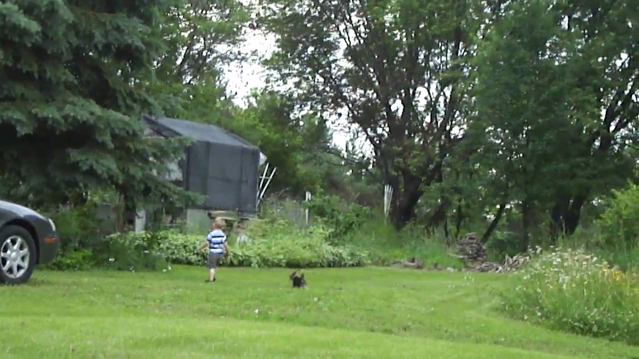 Playing "Fetch" with Sammy - YouTube