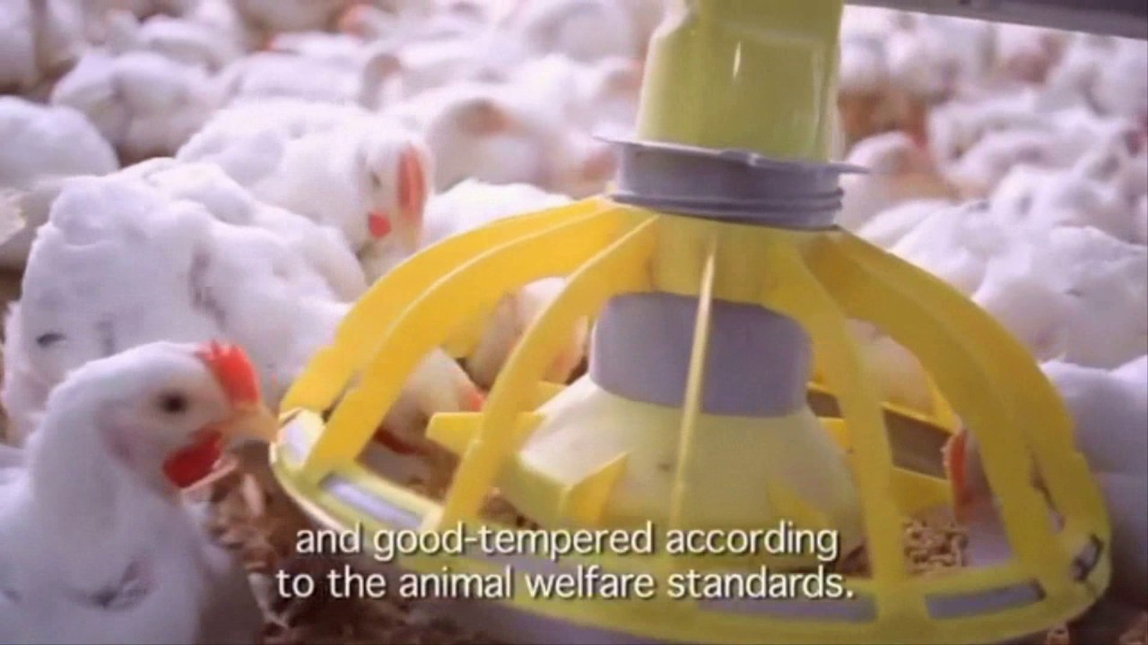 SAHA FARM IN THAILAND - NANCY JAN - YouTube