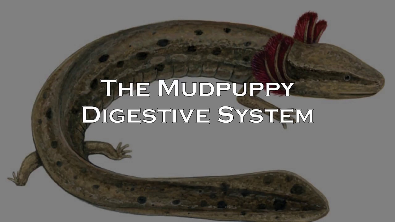 The Mudpuppy Digestive System - YouTube