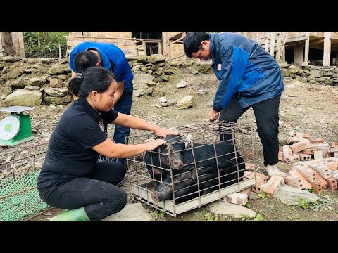 Catching pigs,selling pigs to traders,Hien can't take care of them ...