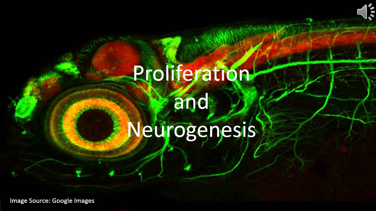 Zebrafish and Neuron Regeneration final - YouTube