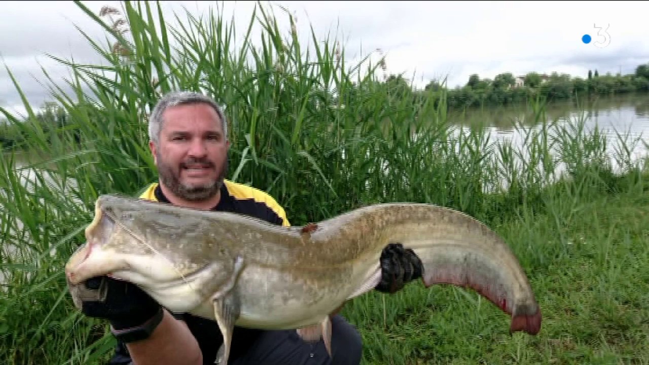 Des pêcheurs de silures en quête de record dans le Tarn - YouTube