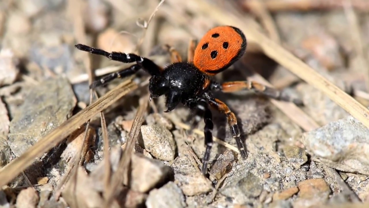 LADY BUG SPIDER ! - YouTube