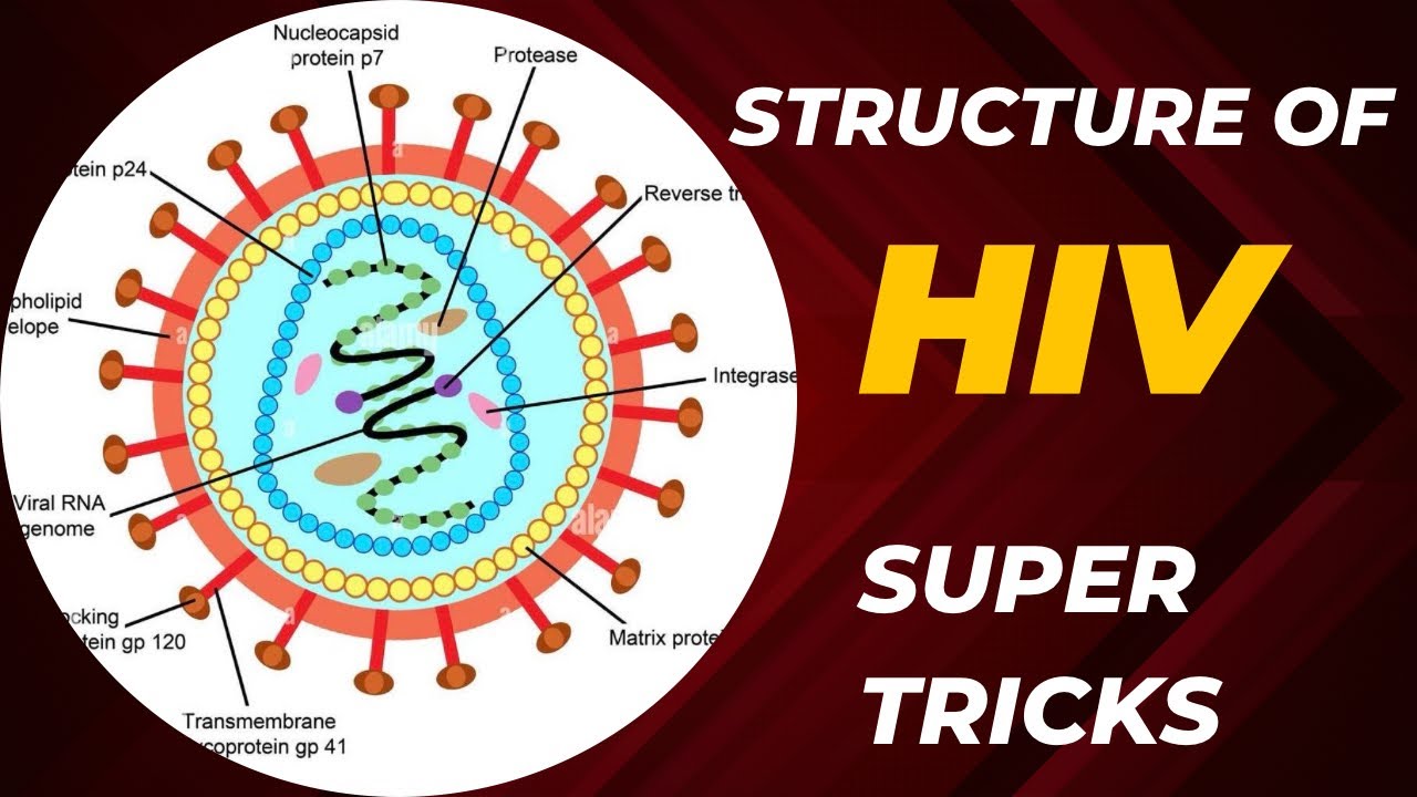 Structure of HIV | Structure of Human Immunodeficiency Virus ...