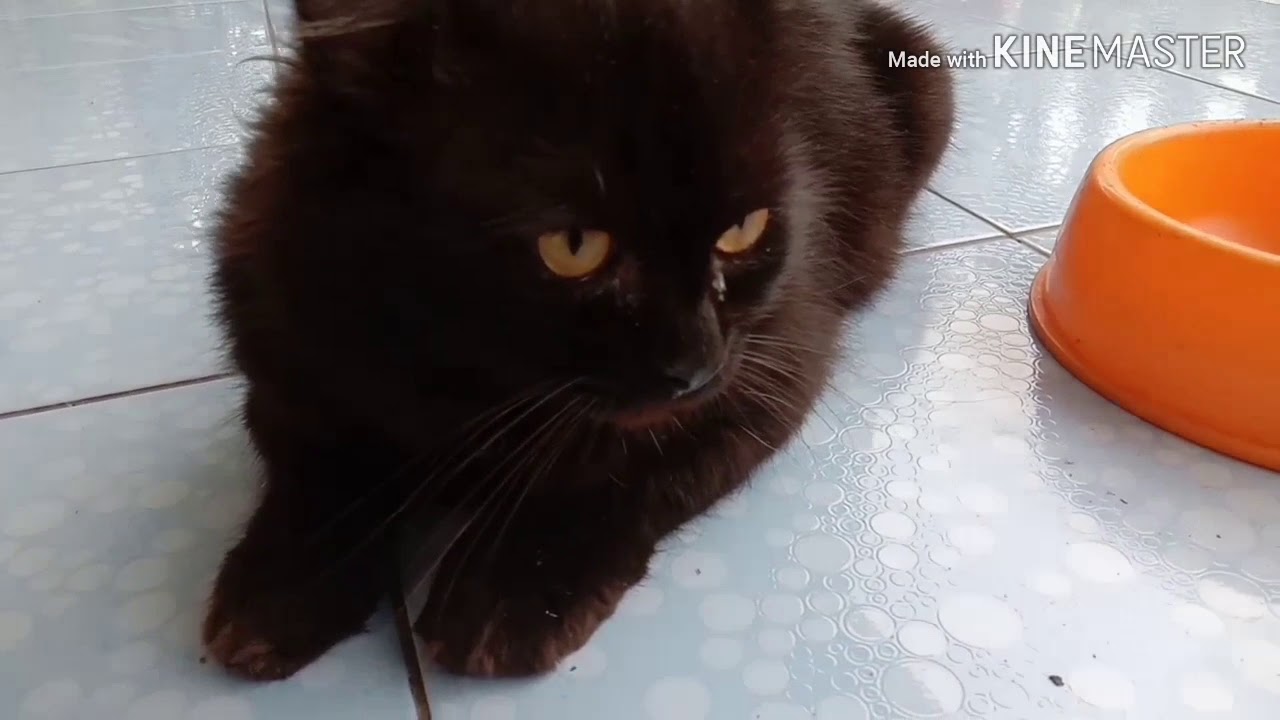 kubi, the wild black cat.. - YouTube