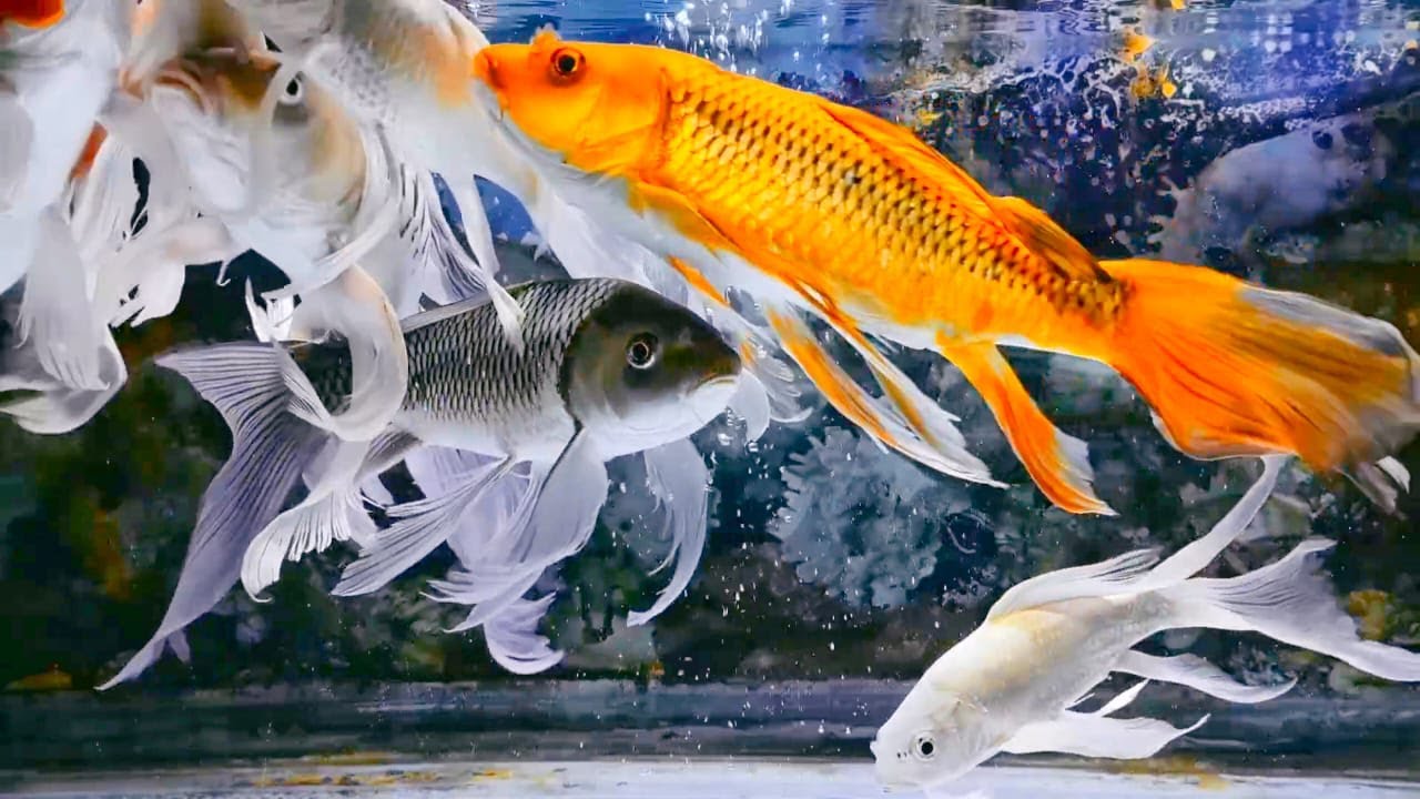 Peaceful Ocean Depths | Relaxing Aquatic Sounds with Stunning Fish ...