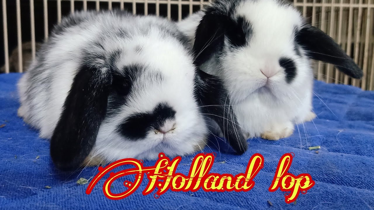 Holland lop bunis || pair Punch face healthy and active || Abbas ...