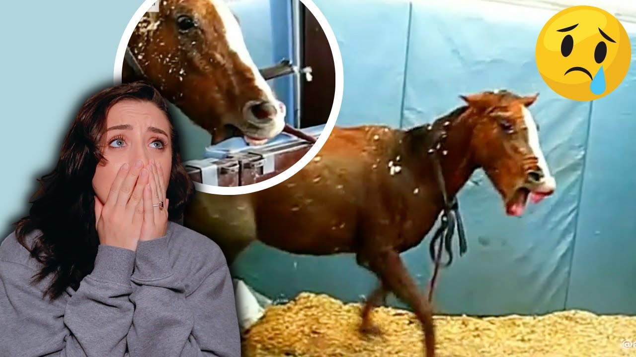 HORSE WITH RABIES tries to attack people & MORE | Raleigh Reacts - YouTube