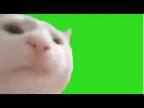 Cat vibing with rainbow background - YouTube