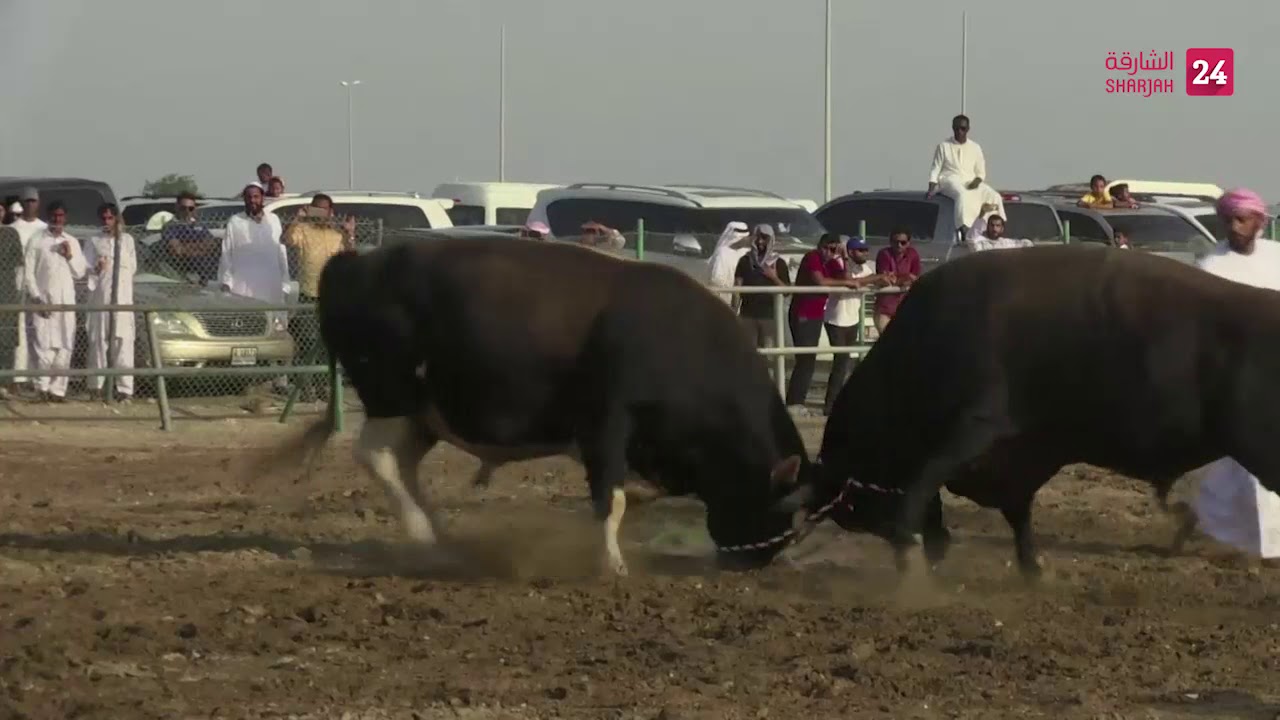 UAE: traditional bullfighting a popular sport in Fujairah - YouTube